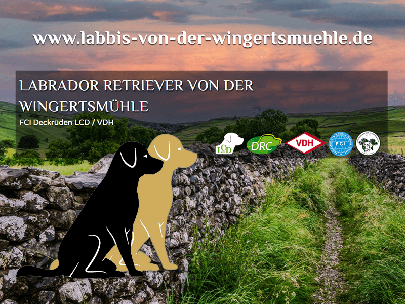 Videothek unserer tollen Hundebande ⋆ Labbis von der Wingertsmühle